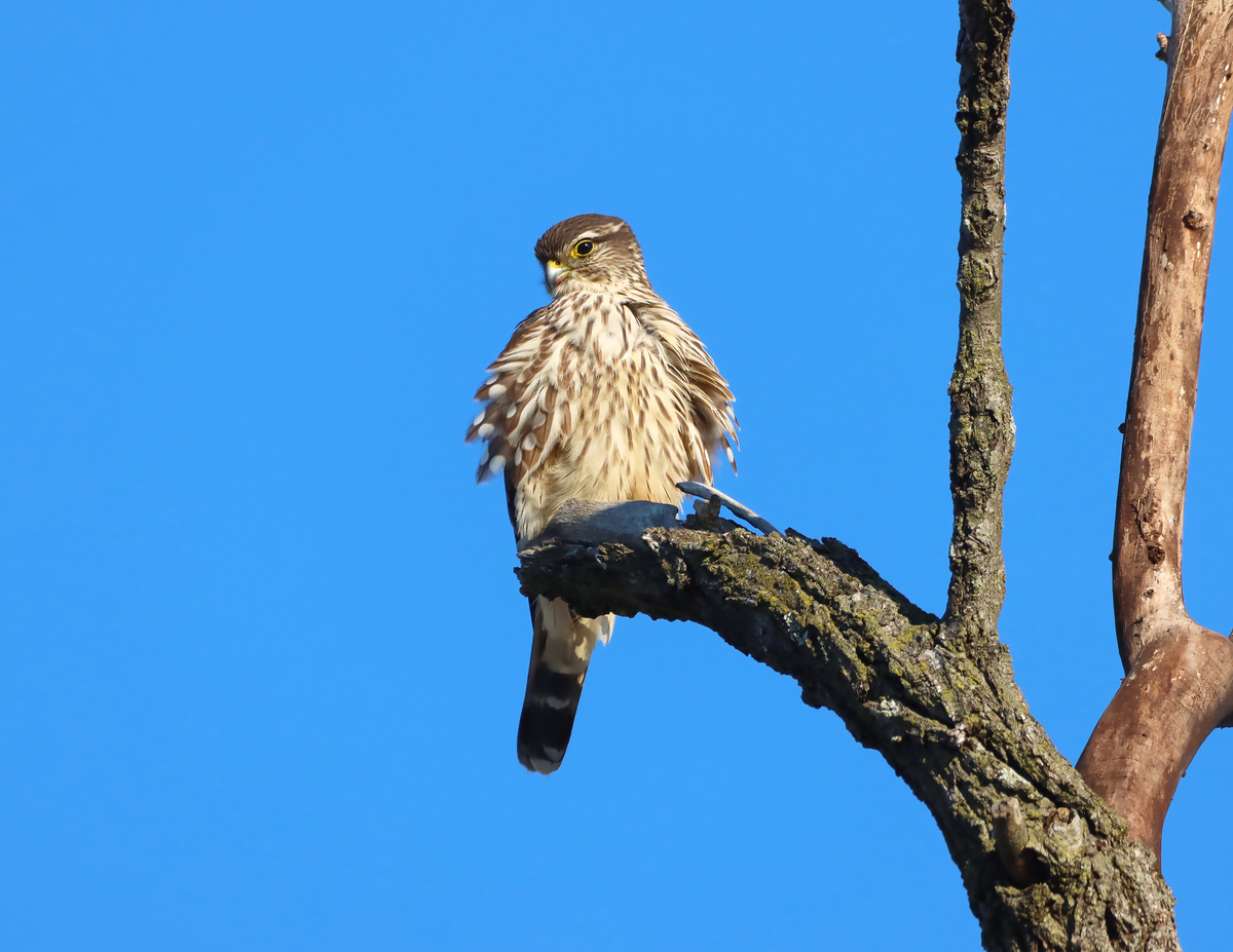 News - Current Happenings | RAPTOR Inc.