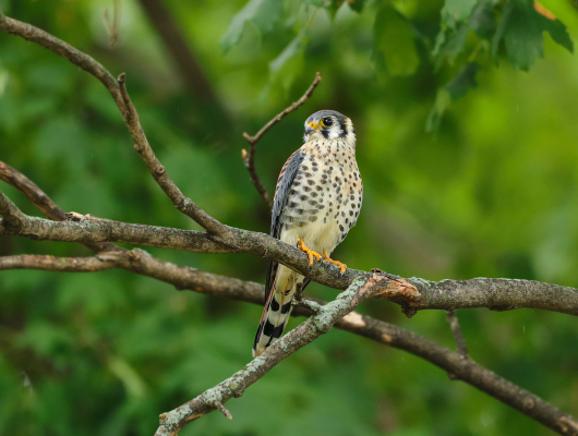 Rehabilitation & Rescue - How You Can Help Raptors - Install Nest Boxes ...